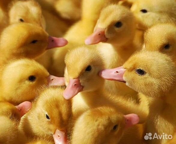 Бролерная утка стар 53