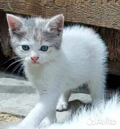 Скромняжечка