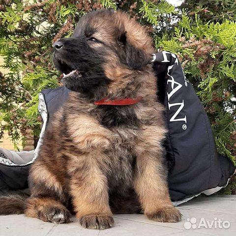 Щенки длинношерстные зонарно рыжие