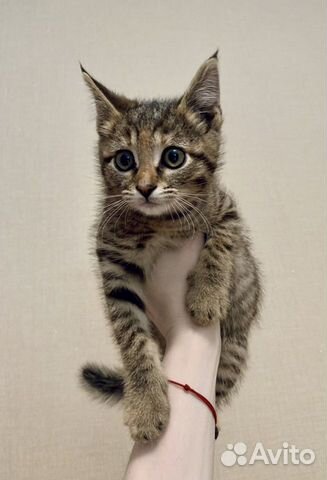 Котенок в дар
