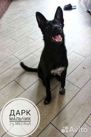 Пёсик Дарк, мальчик 7.5 месяцев