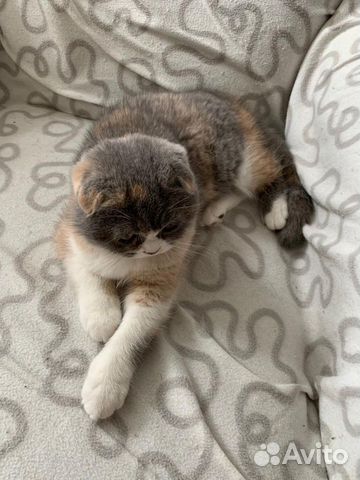 Шотландские котята