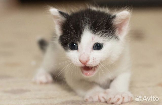 Котенок ищет дом
