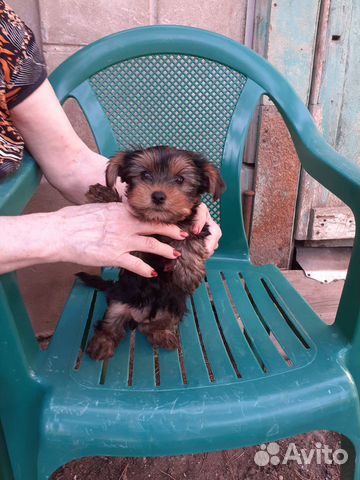 Продаю сабаку