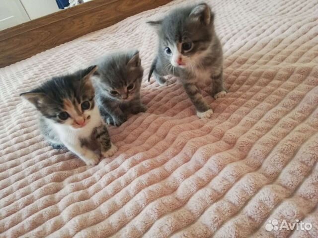 Кошки в добрые руки бесплатно