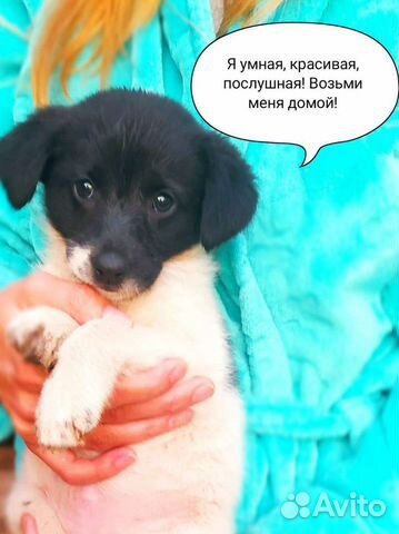 Щенок 1,5 мес. в добрые руки