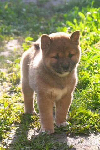 Сиба-ину малыши