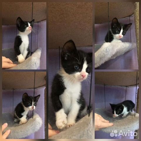 Котёнок пацан