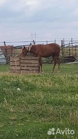 Лошадь кобыла полукровка