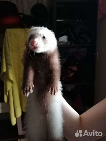 Хорек с клеткой