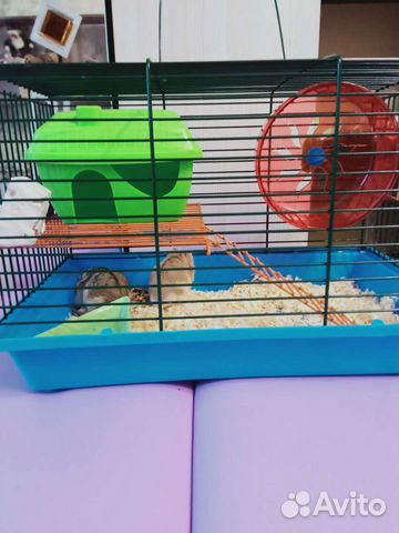 Отдаю хомячков