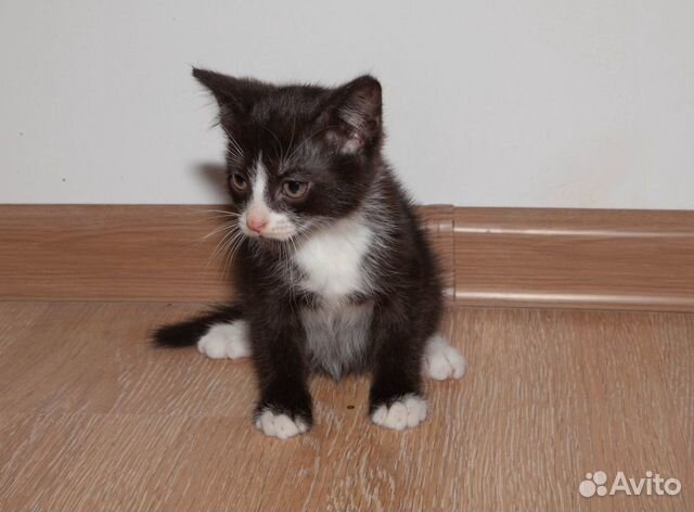 Котенок Ричард в дар