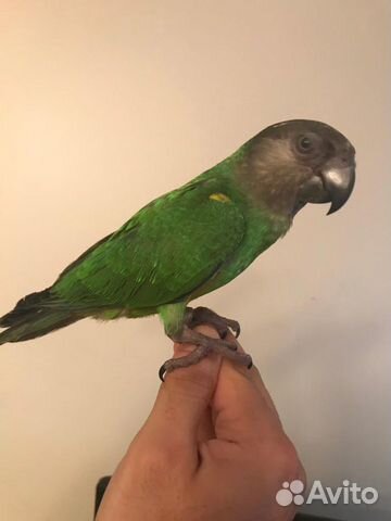 Птенец выкормышь сенегальского попугая