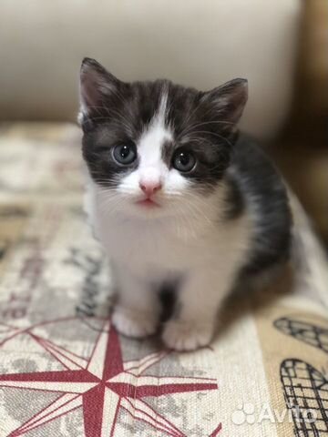 Британские котята 1,5 мес