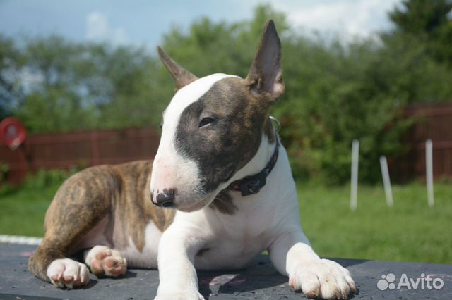 Miniature Bull Terrier