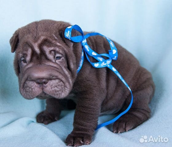 Шоколадный щенок шарпея - самый сладкий