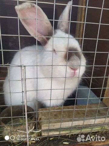 Крол самец Панон-калифорниец