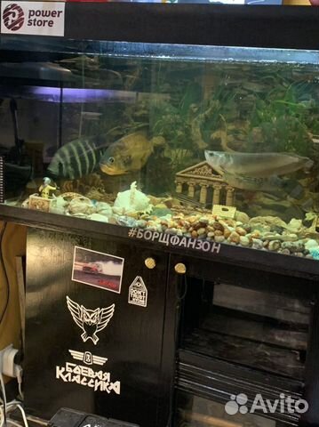 Зебровая Теляпия (Буттикофери)