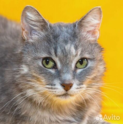 Самая благодарная кошка Амели в добрые руки