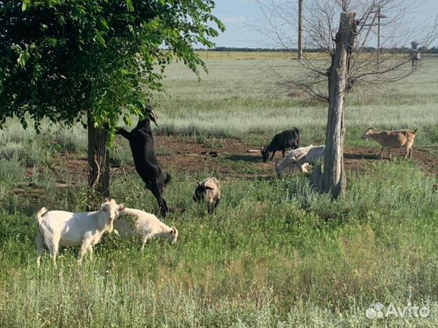 Козы пуховые