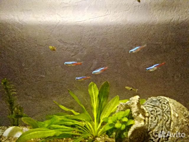 Аквариумные рыбки: неоны и гупии - бесплатно