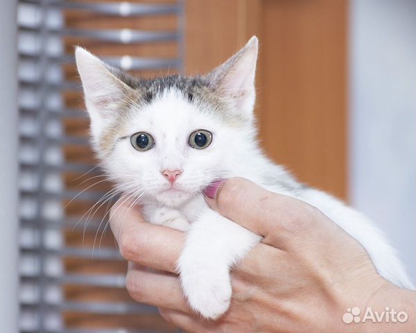 Грустный котенок Гномик