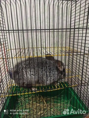 Шиншилла девочка