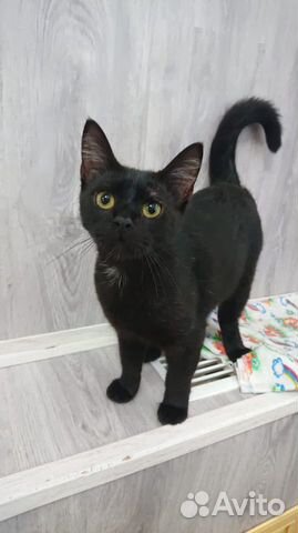 Черный котёнок Тая 8 месяцев