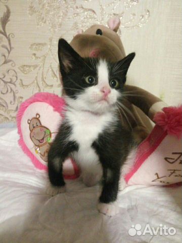 Умиляющий малыш ищет маму