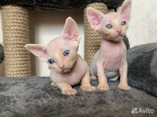 Котята Бамбино long