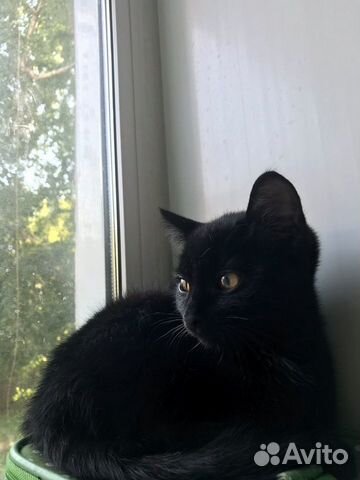 Кот метис