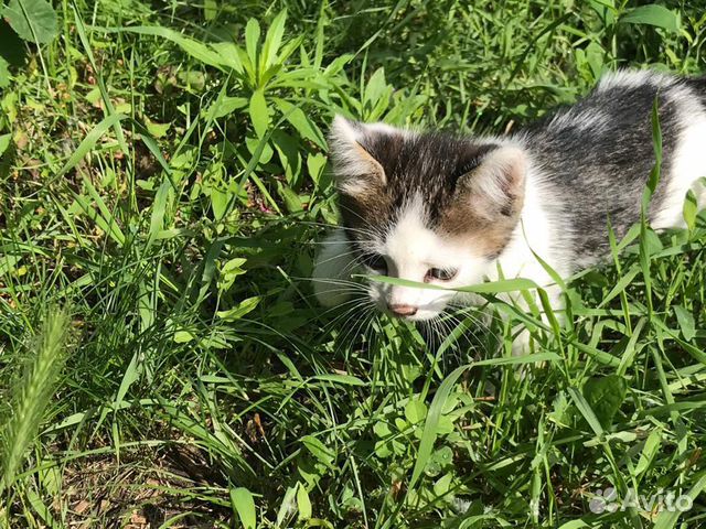 Котята в добрые руки, бесплатно