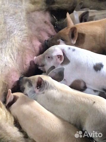Поросята