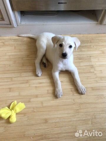 Щенок в добрые руки бесплатно