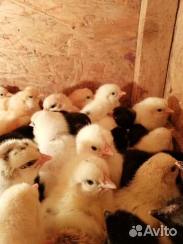 Цыплята суточные несушки