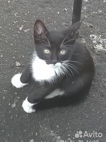 Котенок