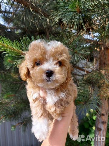 Мальтипу шикарный мальчик f1