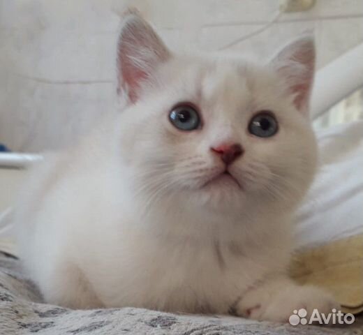 Чистокровные котятки