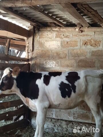 Айширская тёлка