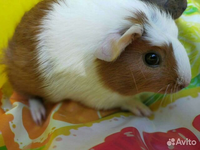 Морские свинки детишки