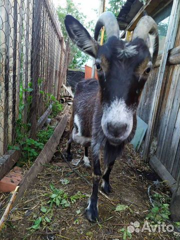 Коза дойная молочная