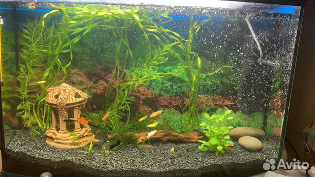 Аквариумные рыбки