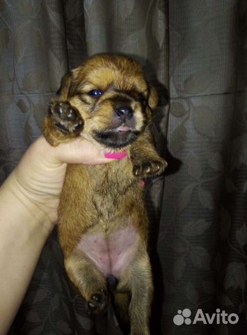 Собака маленькая порода