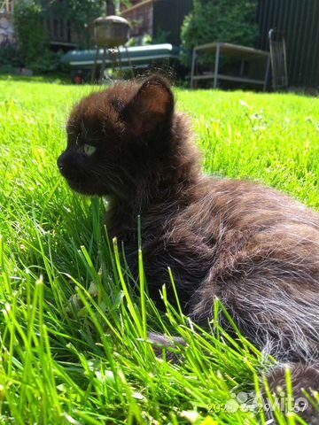 Котята бобтейлы (помесь)