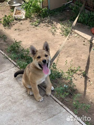 Собака Акита помесь