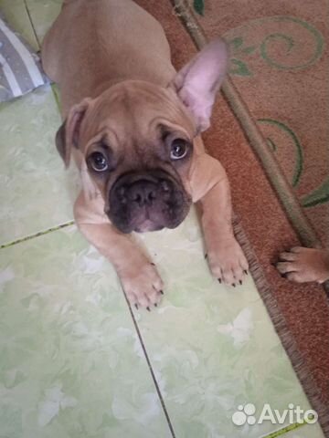 Французский бульдог щенки