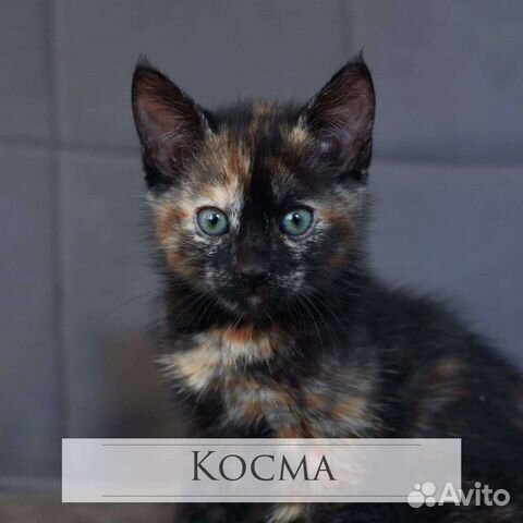 Котенок девочка пестрая черепаховая