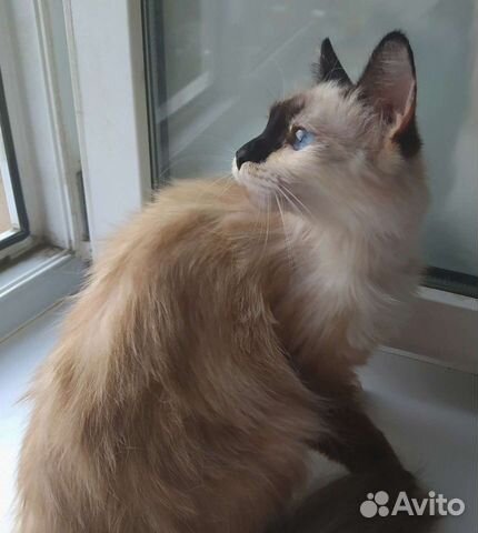 Кошки ищут семью