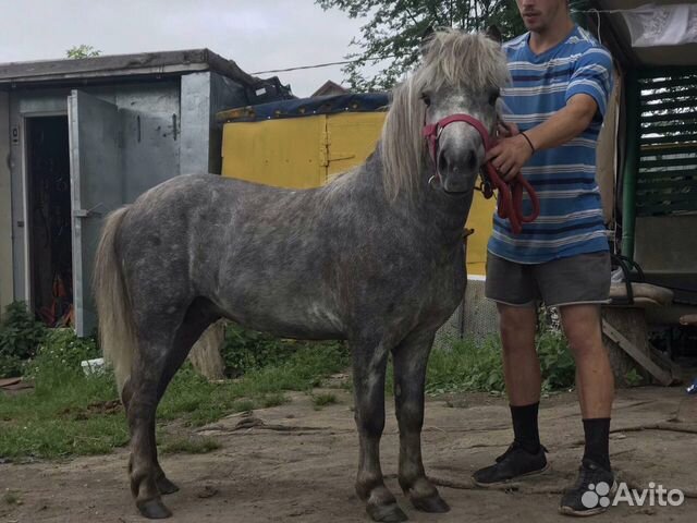 Пони обмен на лошадь