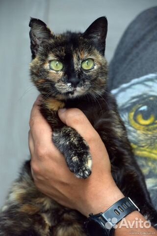Котенок-девочка трехцветная Зеленоглазка